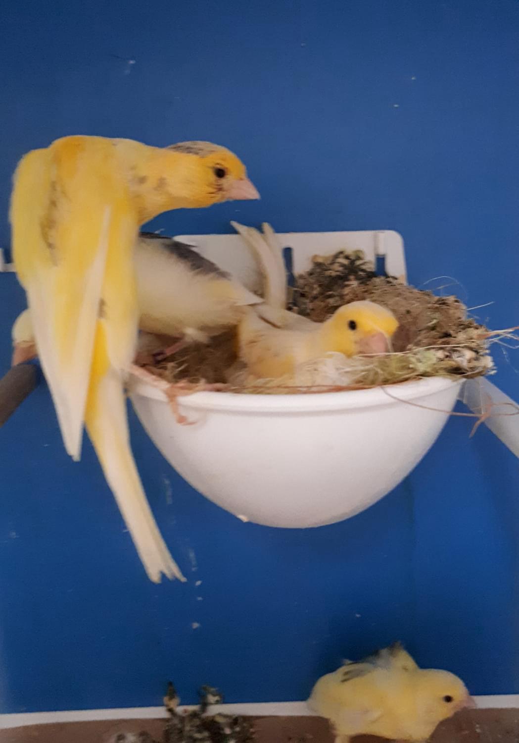 Old & Rare Variety Canaries – Down the Shed