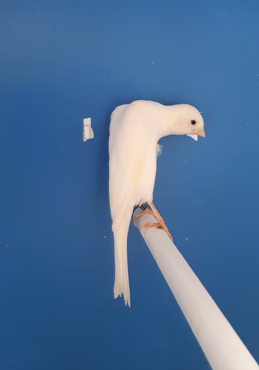 Old & Rare Variety Canaries – Down the Shed