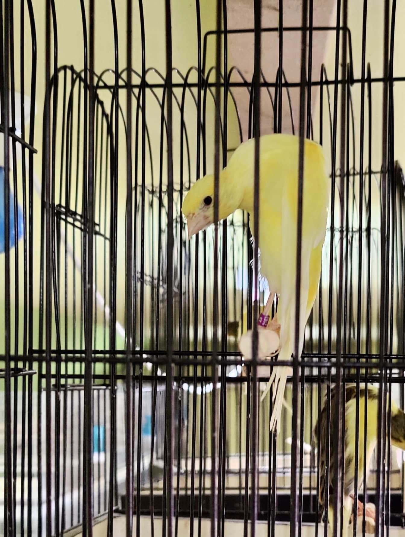 Old & Rare Variety Canaries – Down the Shed