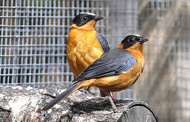 breeding softbills with jerry kidd – Down the Shed